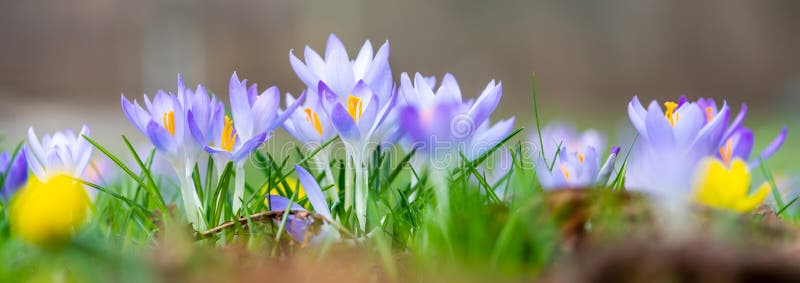 Purple Crocuses in Spring Background Stock Image - Image of crocus ...