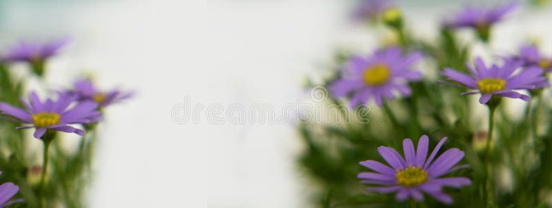 Beautiful Purple Daisies on a Light Blur Background Stock Photo - Image ...