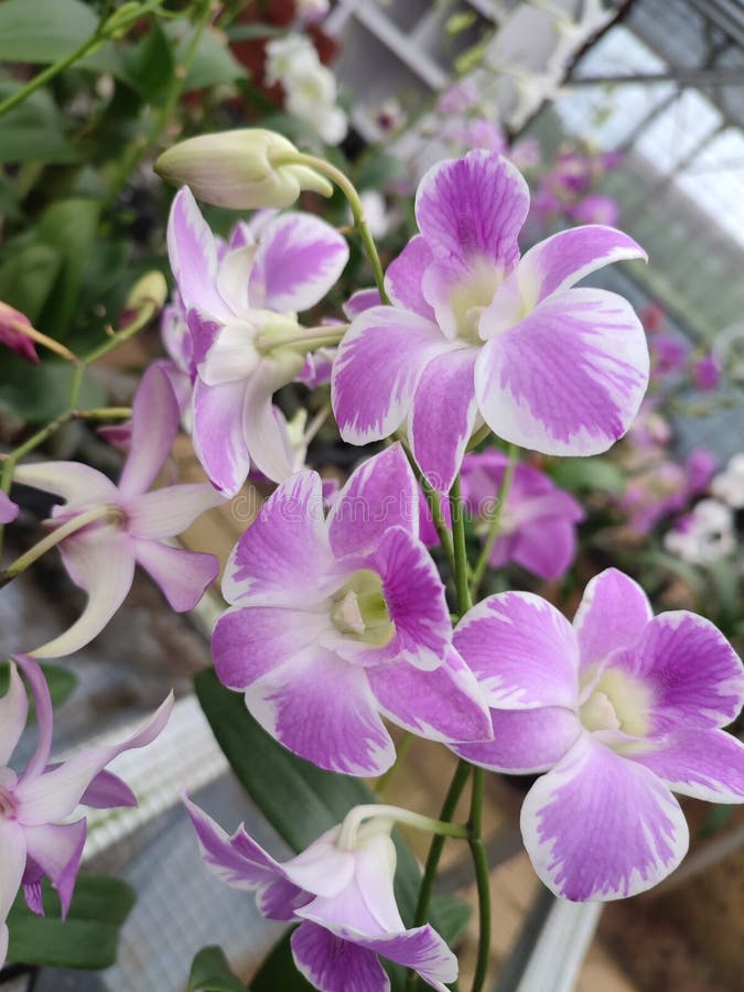 Dendrobium orchids flowers stock image. Image of plant - 276031721