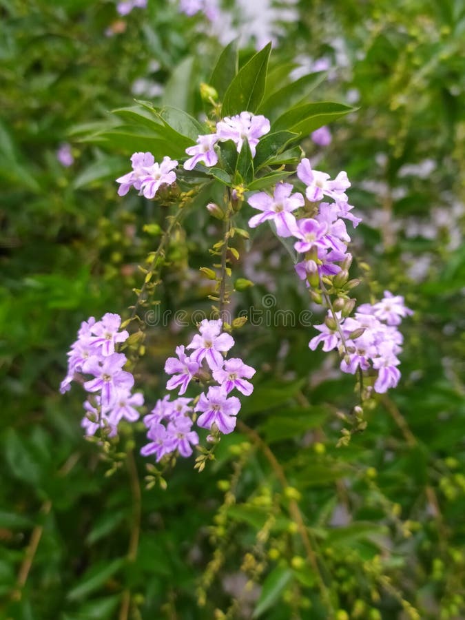 Beautiful Purple Duranta Erecta Flower in the Garden Stock Image ...