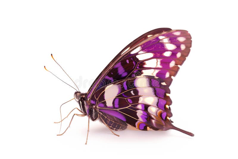 Beautiful Purple Emperor Butterfly Isolated on a White Background. Side ...