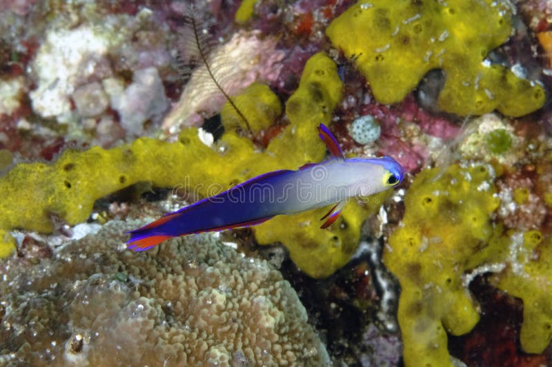 Fire Goby Fish stock photo. Image of magnifica, fresh - 6473222