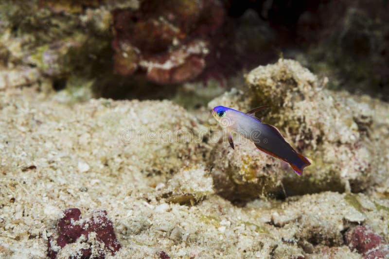 A Beautiful Purple Fire Goby Stock Photo - Image of pacific, beautiful ...