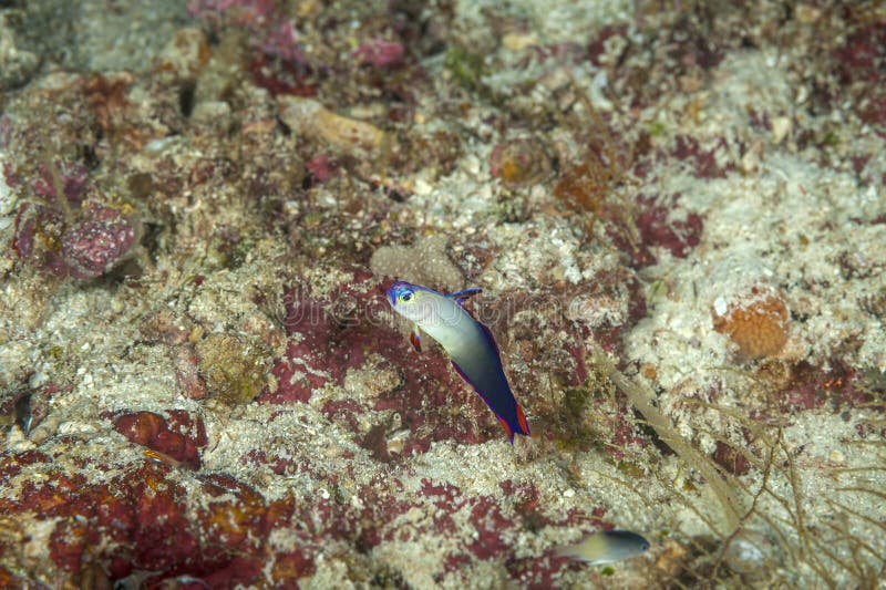 A Beautiful Purple Fire Goby Stock Image - Image of fire, fish: 313856511