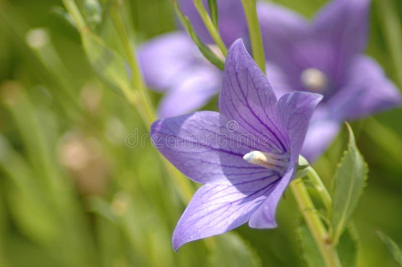 Beautiful Purple Flower stock photo. Image of beautiful - 989986