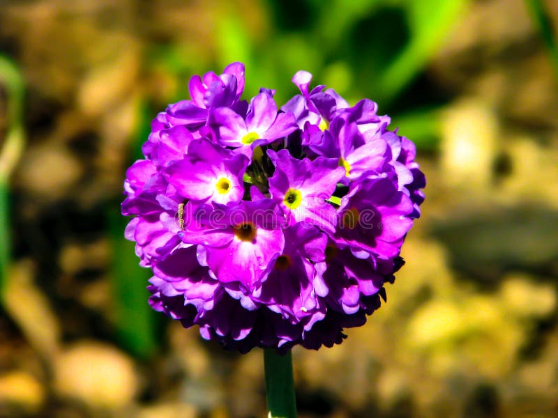 Beautiful Purple Flower in the Ball in Sunny Day Stock Photo - Image of ...