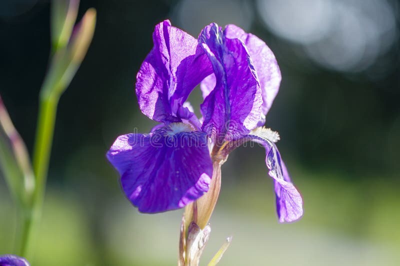 Beautiful Purple Flower in Natural Light Stock Photo - Image of beauty ...