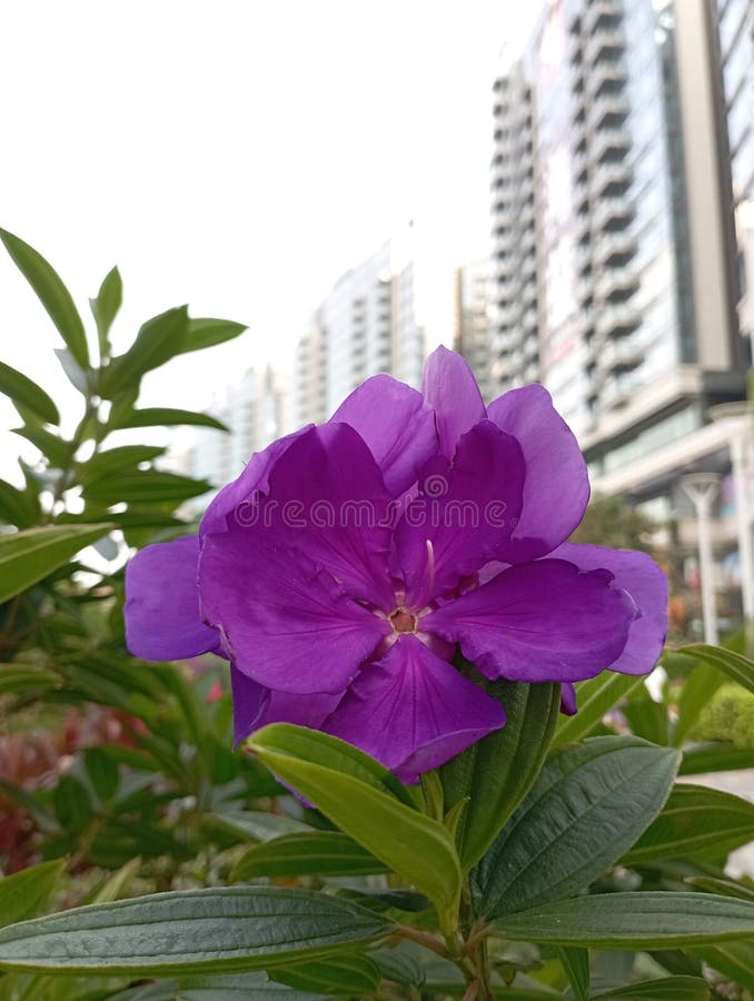 Beautiful Purple Flower Welcome Winter Stock Photo - Image of beautiful ...
