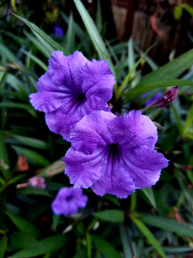 Beautiful Purple Flowers with Dark Vibes Stock Image - Image of ...