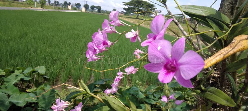 Beautiful Purple Flowers on the Edge of the Rice Fields Stock Photo ...