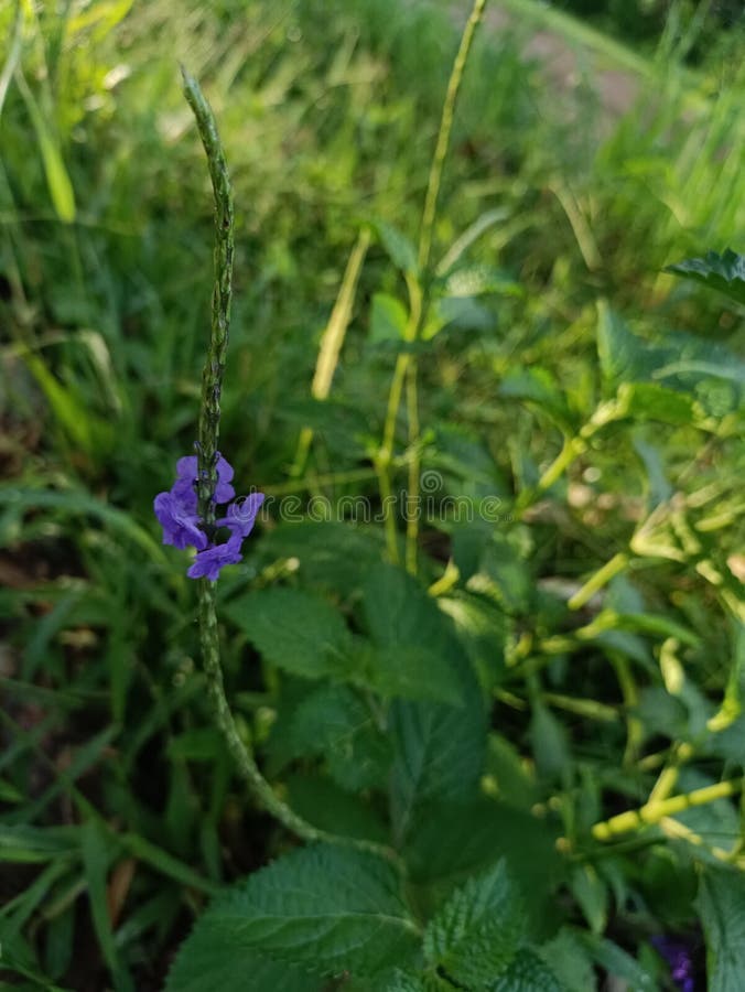 Beautiful Purple Flowers on Slender Stems in the Middle of the Forest ...