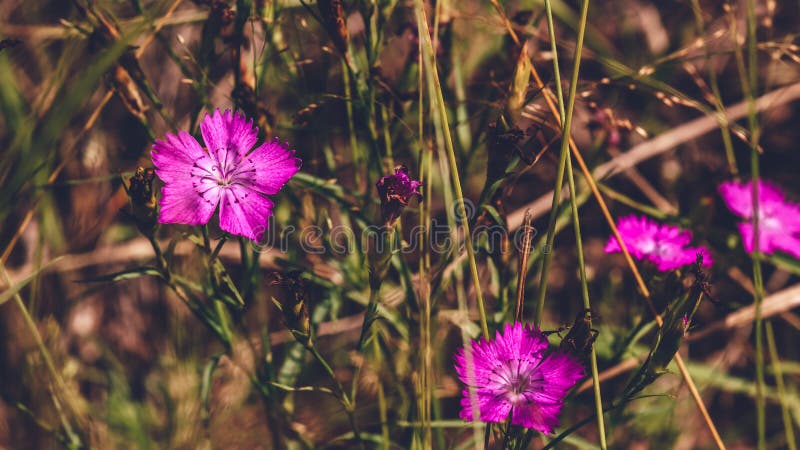 Beautiful Purple Forest Flower. Stock Image - Image of beautiful, leaf ...