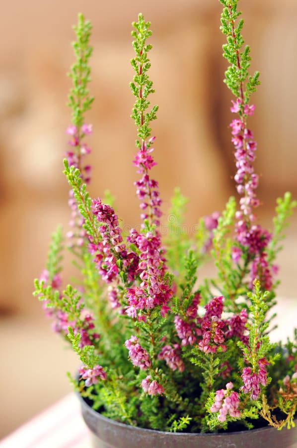 Beautiful purple heather stock photo. Image of bouquet - 33646504