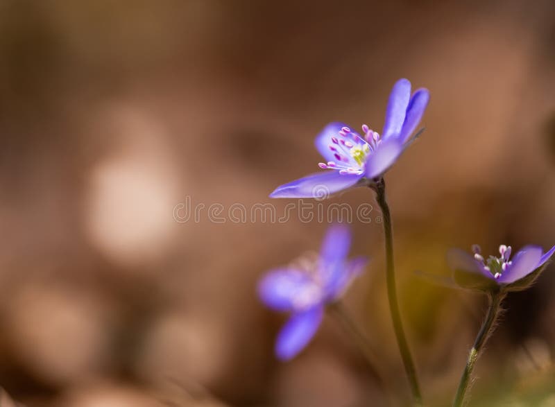 Beautiful Purple Hepatica Flowers in the Forest. Spring Background or ...