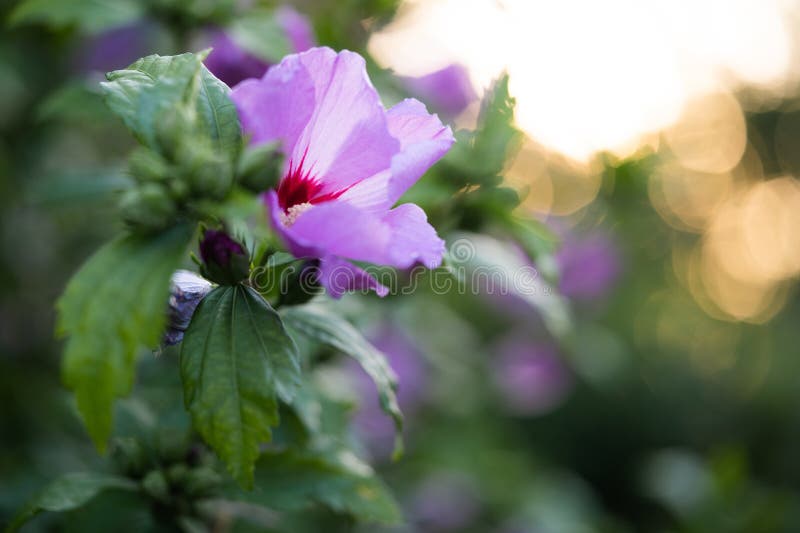 Beautiful Purple Hibiscus Flowers on a Bush Stock Image - Image of ...