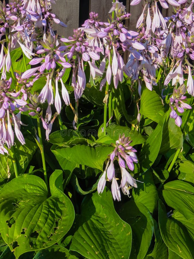 Beautiful Purple Hosta Flowers for Border Decoration Stock Image ...