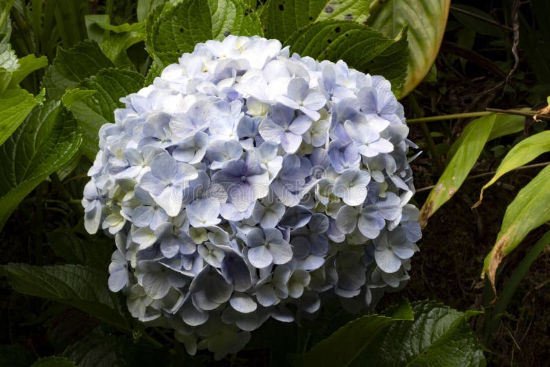 Beautiful Purple Hydrangea Flower. Costa Rica Stock Photo - Image of ...