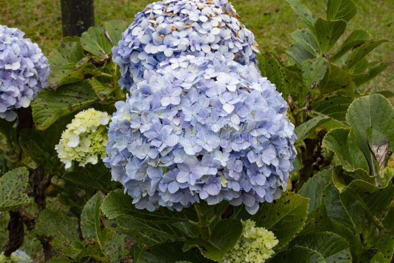 Beautiful Purple Hydrangea Flower. Costa Rica Stock Photo - Image of ...