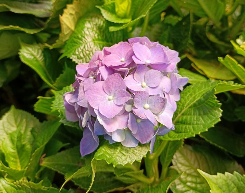 A Beautiful Purple Hydrangeas Stock Photo - Image of meadow, leaf ...