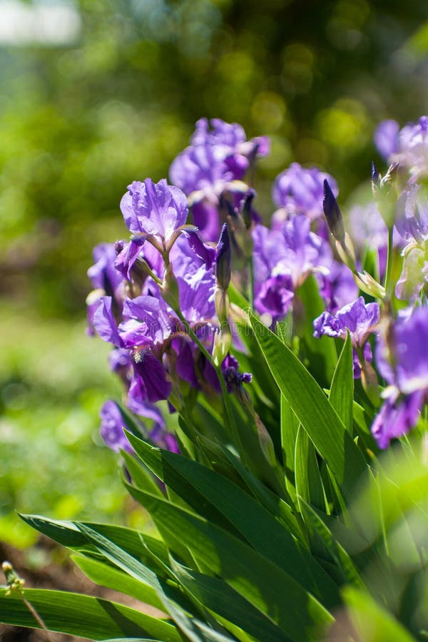 Beautiful purple irises stock image. Image of botany - 139157931