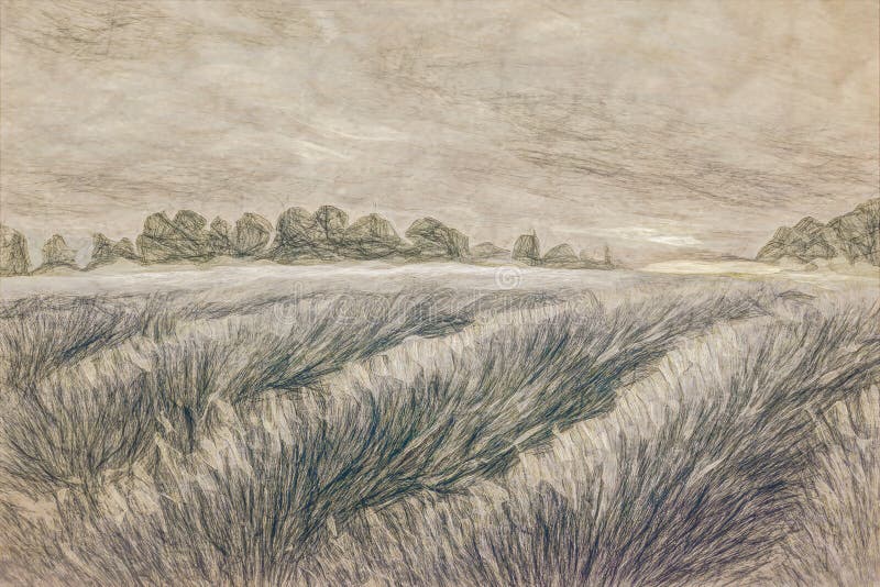 Beautiful Purple Lavender Field at Sunset. Drawing Effect. Stock ...