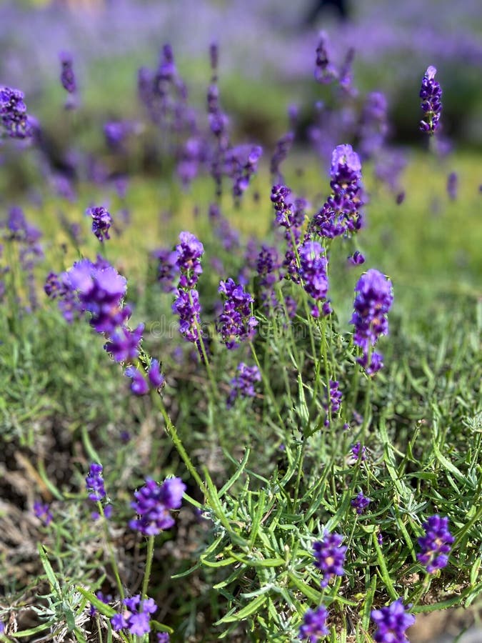 Beautiful Purple Lavender Field View, Close-up Stock Image - Image of ...