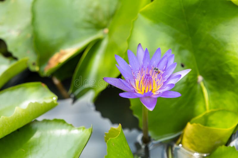 Purple Lotus Flower in the Middle of the Pool Stock Image - Image of ...
