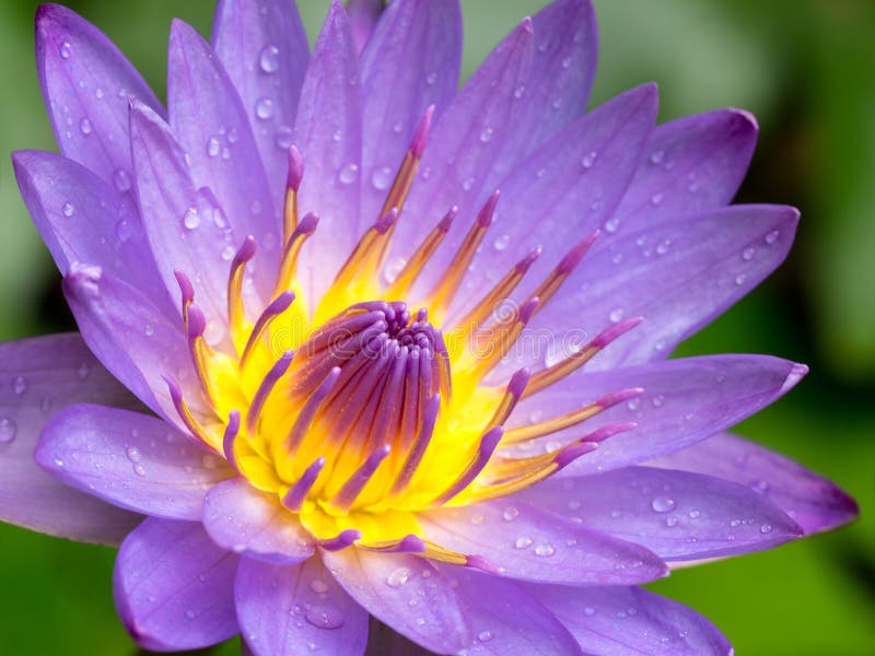 Beautiful Purple Lotus Flower Stock Photo - Image of background, botany ...