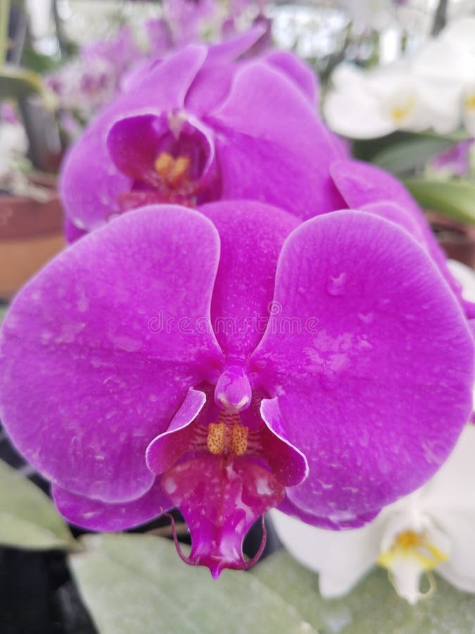 The Beautiful Purple Moon Orchid Flower Stock Image - Image of purple ...