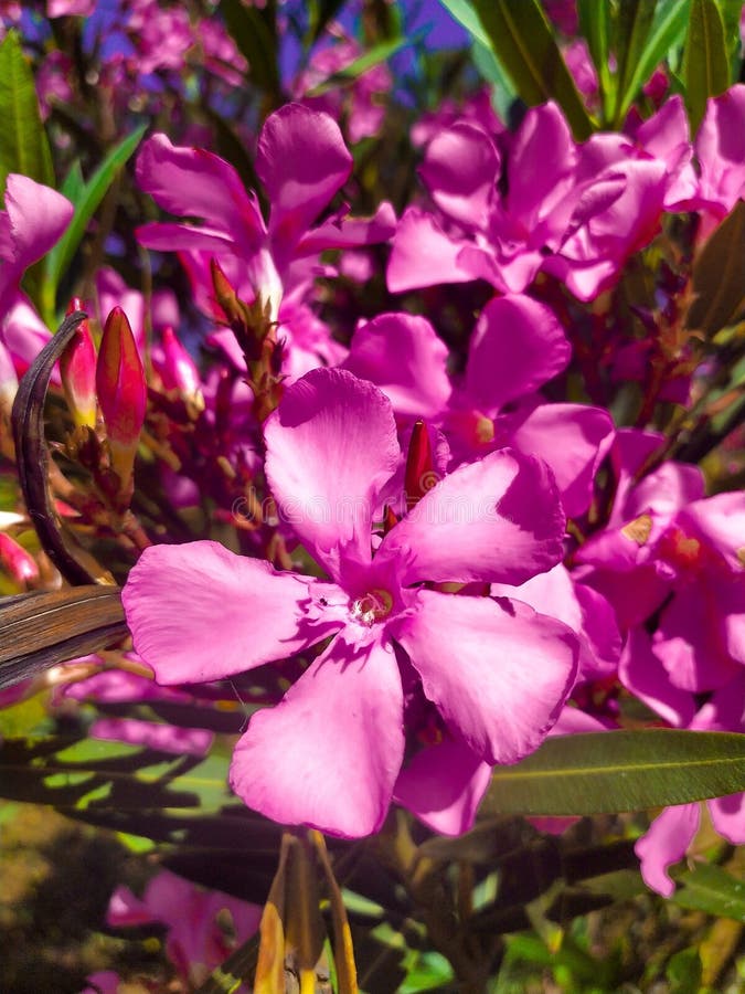 Purple Oleander with Sea Scenery Stock Photo - Image of ocean, magenta ...