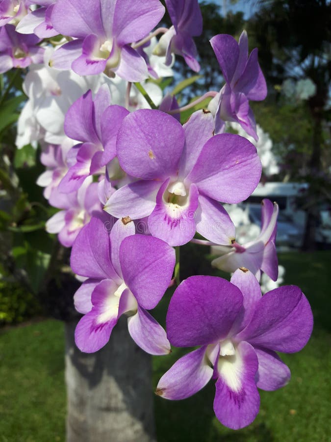 Beautiful purple orchid editorial photography. Image of beautiful ...