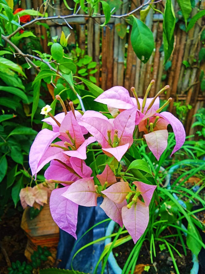 Beautiful Purple Paper Flowers Fresh Stock Image - Image of purple ...