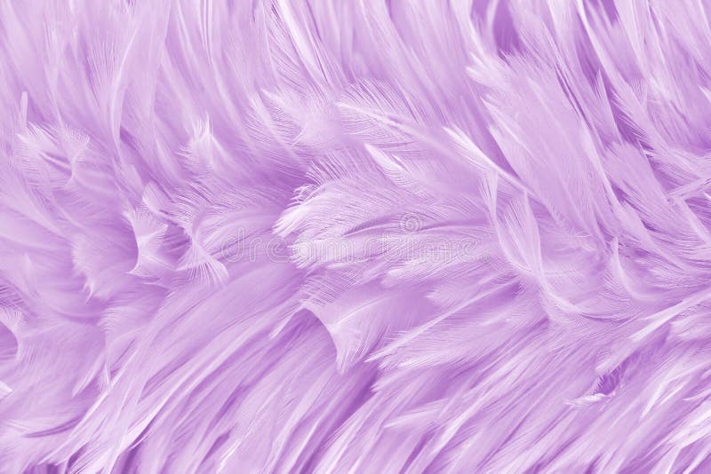 Beautiful Purple Pastel Bird Feathers Pattern Texture Background Stock ...