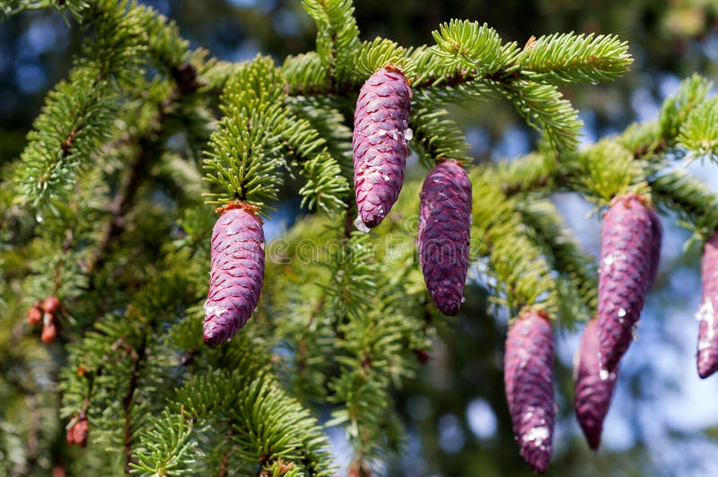 Beautiful Purple Pine Cones on a Tree in the Dolomites Stock Photo ...