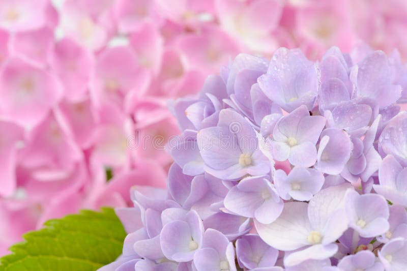 Beautiful Purple and Pink Hydrangea Flowers Stock Photo - Image of ...