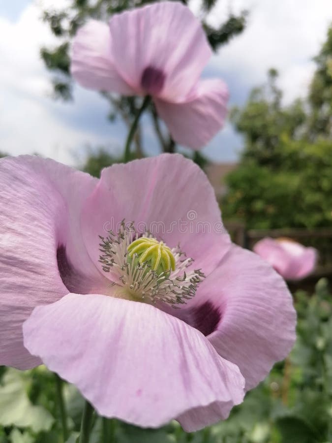 Beautiful purple poppy stock image. Image of shrub, lilac - 215333273