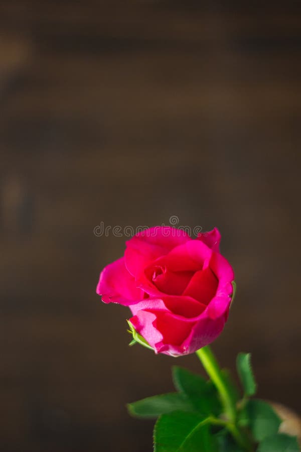 Beautiful Purple Rose Bud. One Rose. Stock Photo - Image of purple ...
