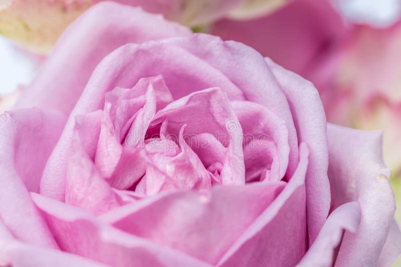 Beautiful purple rose stock image. Image of petal, abstract - 61339573