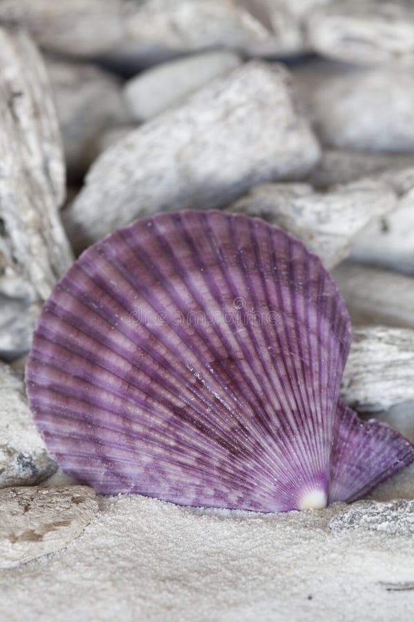 Purple Seashell Cluster Australian Natural Colors, Particles Of Barrier ...
