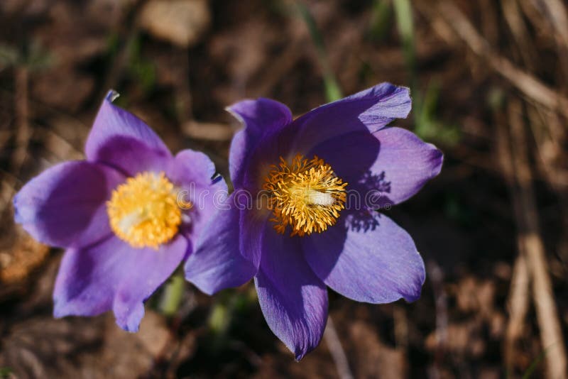 Purple Snowdrops Flowers Grow in the Ground in Nature Stock Photo ...