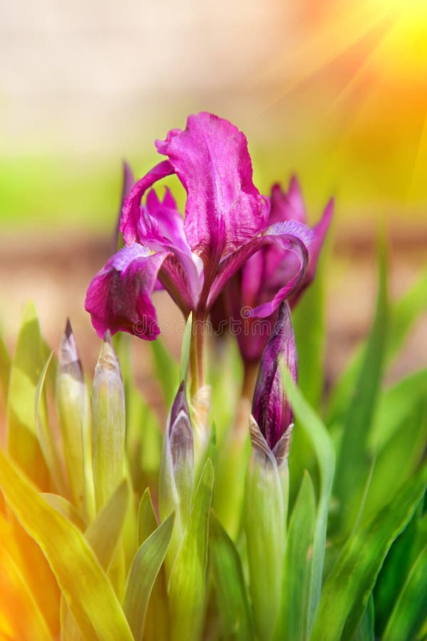 Beautiful Iris Flowers Blooming Stock Photo - Image of blossoming, buds ...
