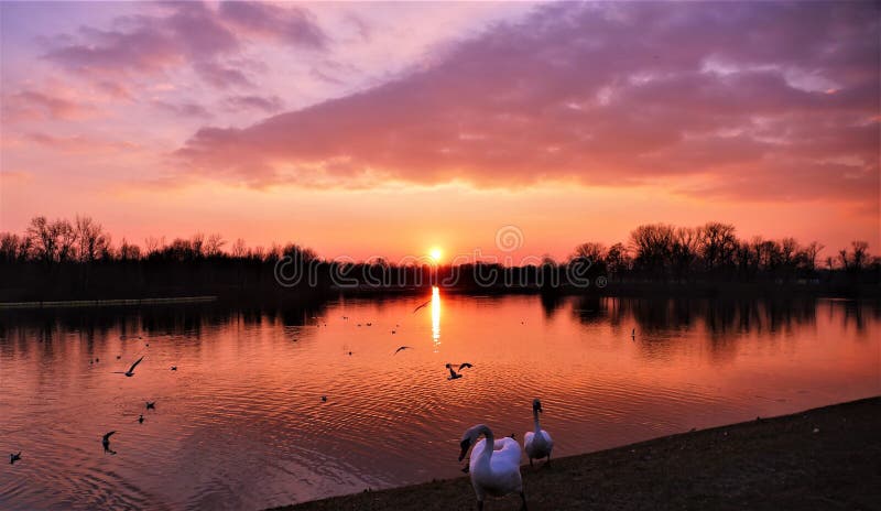Beautiful Purple Sunset on the Lake with Swans Stock Photo - Image of ...