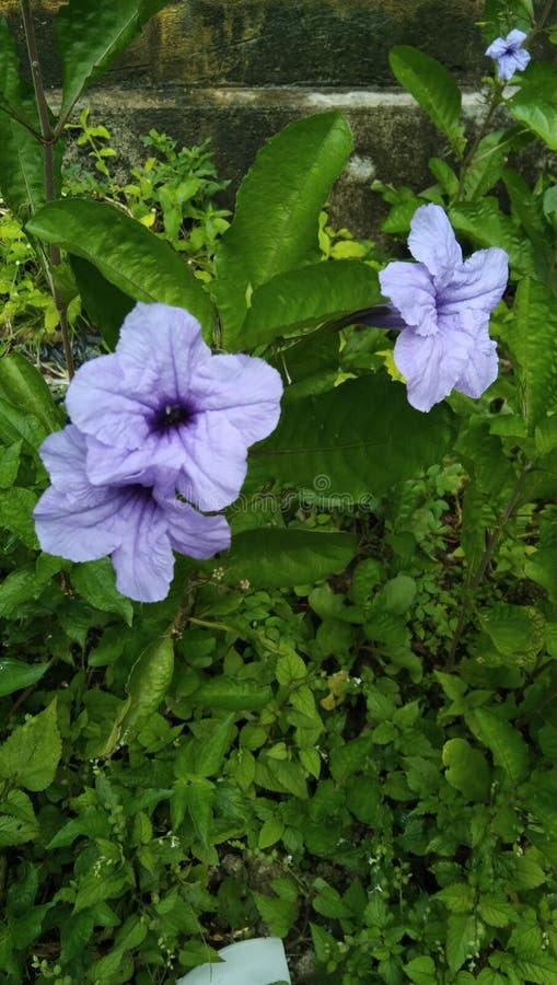 Beautiful Purple Trumpet Wild Flower Photo Stock Photo - Image of ...