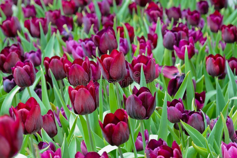 Beautiful purple tulip stock image. Image of flower, colorful - 29365873