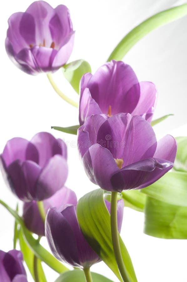 Beautiful purple tulips stock image. Image of green, copy - 18442007