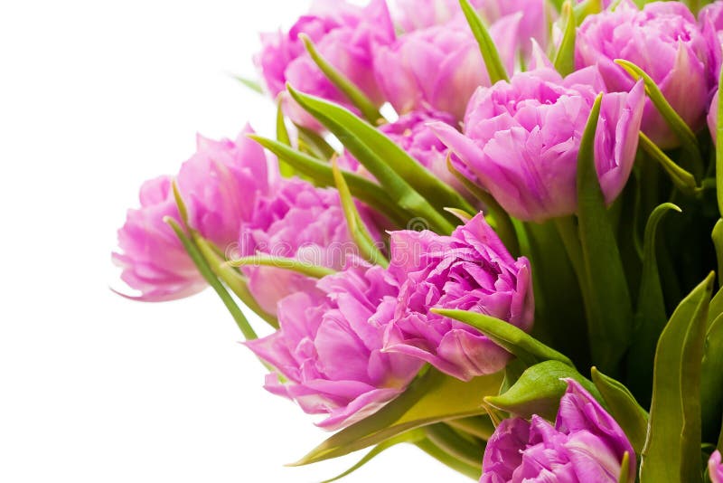 Beautiful purple tulips stock image. Image of plant, decoration - 34950353