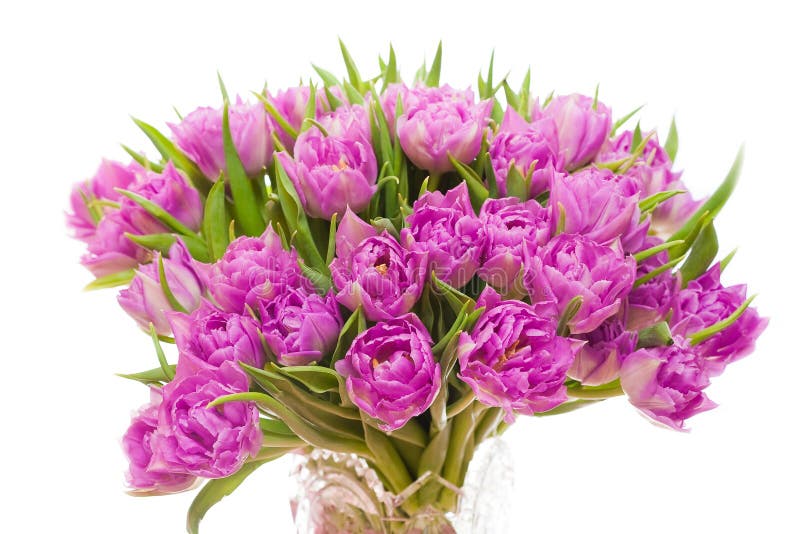 Beautiful purple tulips stock photo. Image of pink, beauty - 34950360