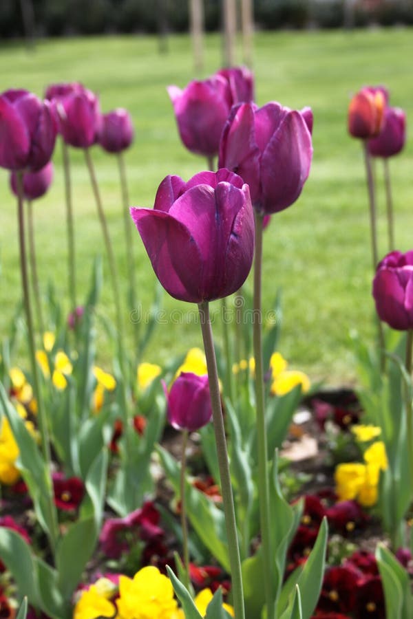 Beautiful purple tulips stock photo. Image of bloom, grass - 91555804