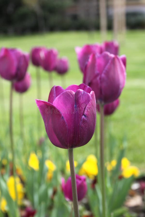 Beautiful purple tulips stock photo. Image of outdoor - 91555806