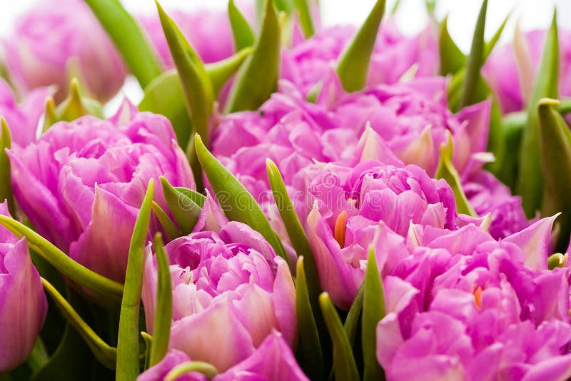 Beautiful purple tulips stock photo. Image of mothers - 32600098